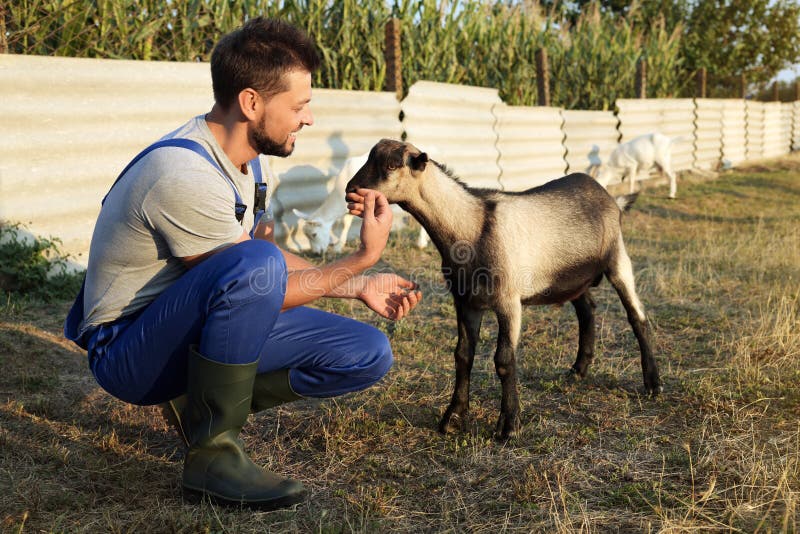 Man with Goat at Farm. Animal Husbandry Stock Image - Image of ...