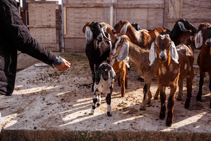 Man with goats stock photo. Image of milk, hair, color - 142705224