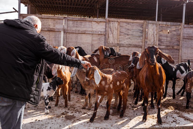 Man with goats stock photo. Image of homestead, farm - 142705552