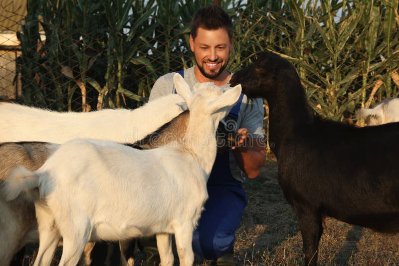 Man with Goats at Farm. Animal Husbandry Stock Photo - Image of farm ...