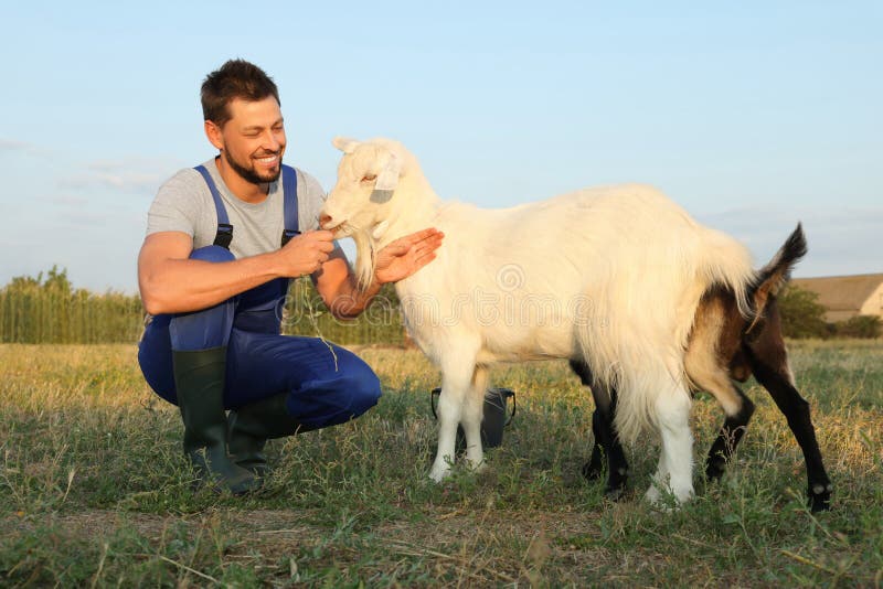 Man with Goats at Farm. Animal Husbandry Stock Image - Image of country ...
