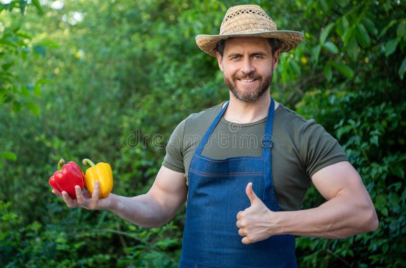 Man Greengrocer in Straw Hat with Bell Pepper. Thumb Up Stock Photo ...