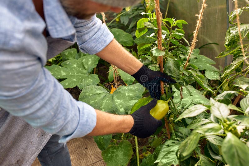 Man Growing and Cultivating Vegetables Outdoor Stock Image - Image of ...