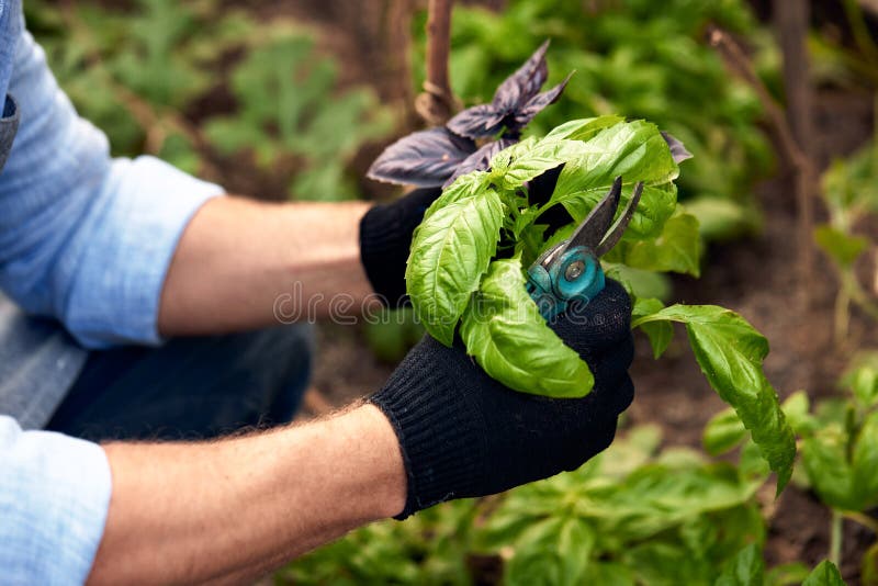 Man Growing and Picking Vegetables and Herbs Outdoor Stock Image ...