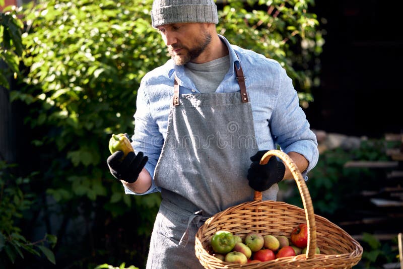 Man Growing and Picking Vegetables and Herbs Outdoor Stock Image ...