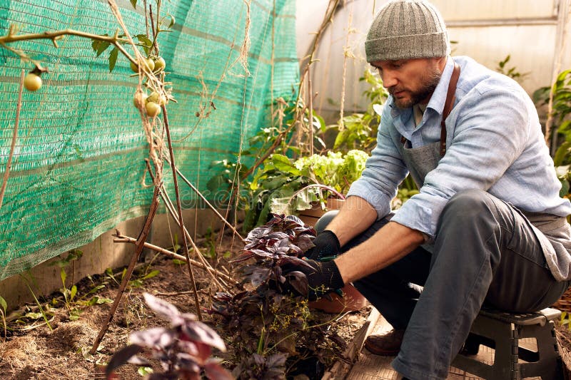 Man Growing and Picking Vegetables and Herbs Outdoor Stock Photo ...