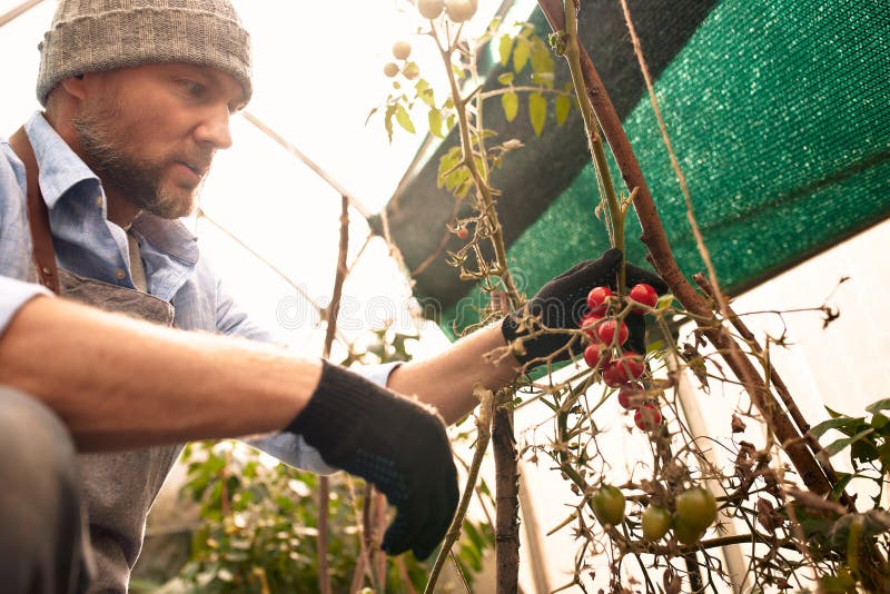 Man Growing and Picking Vegetables and Herbs Outdoor Stock Image ...