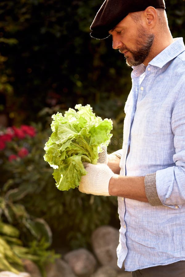 Man Growing and Picking Vegetables and Herbs Outdoor Stock Image ...