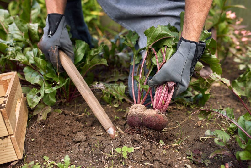 Man Growing and Picking Vegetables Outdoor Stock Photo - Image of ...