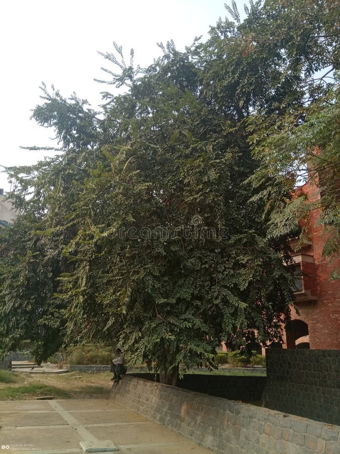 Man under the tree stock photo. Image of greenary, traffic - 169283284