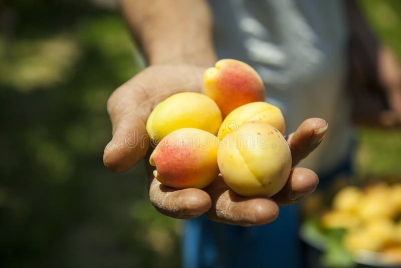 Man hand apricot in garden stock image. Image of human - 154792191