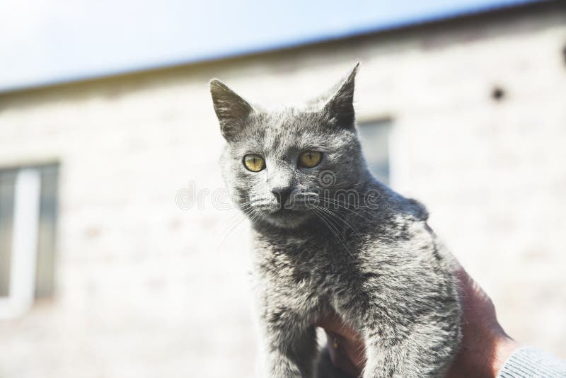 Man hand cat stock image. Image of enjoying, strong - 146858221