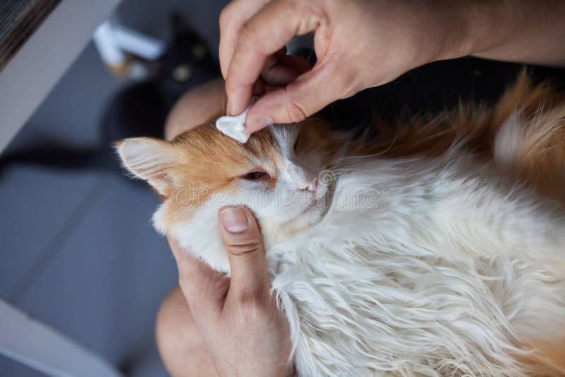 Man Hand Cleaning Her Cat Eyes with Cotton Pad. Stock Image - Image of ...