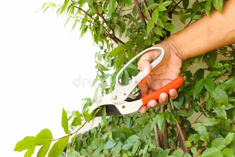 Man Hand Cutting Tree Branch Stock Image - Image of closeup, garden ...