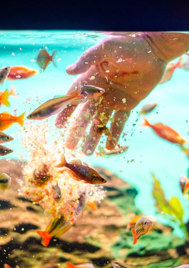 Man hand feeding fish stock image. Image of water, tropical - 34074985