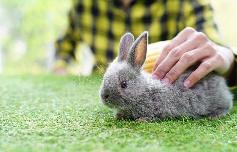Man Hand Gentle Stroking Young Innocent Rabbit Stock Photo - Image of ...