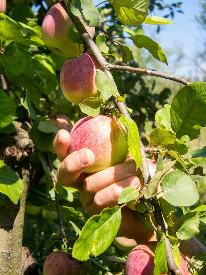 Man hand grabbing apple stock photo. Image of growth - 228872454