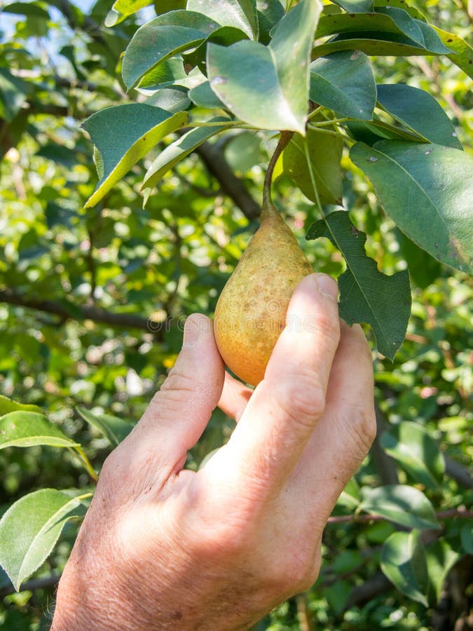 Man hand grabbing pear stock photo. Image of autumn - 228873152