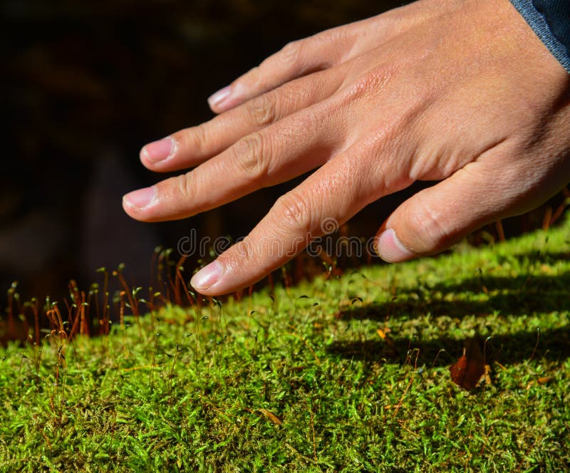 A Man Hand with Green Moss in Forest Stock Photo - Image of green ...