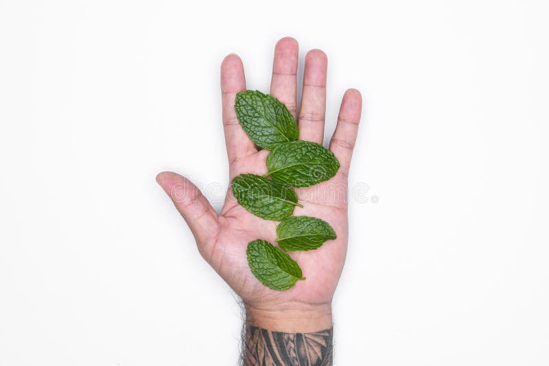 Man Hand with Herbs Isolated on White Background. for Copy Space Stock ...