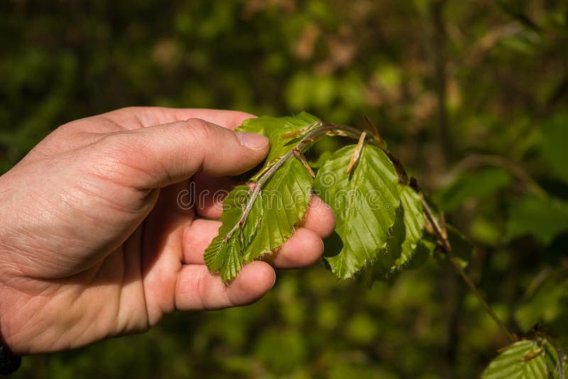 Man Hand Holding Early Spring Young Leaves in the Forest Stock Image ...