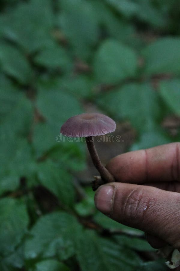 Man Hand Holding Mushroom in Forest. Natural Autumn Background Stock ...
