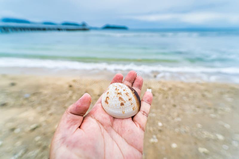 Man Hand Holding Nautilus Shell Against Sea Waves Stock Image - Image ...