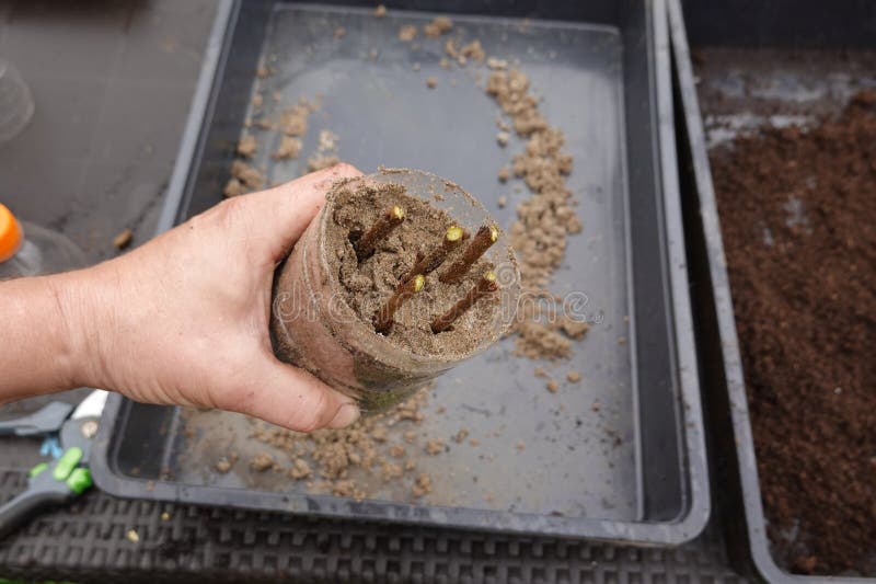 Man Hand Holding Persimmon Cuttings Planted in Sand To Make Root ...