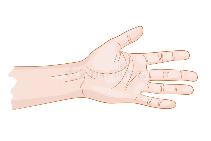 Man hand isolated stock vector. Illustration of shaking - 58021702