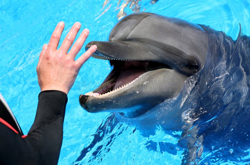 Man and dolphin stock photo. Image of animals, oceanography - 25509040
