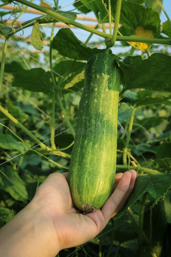 Man Hand Pick and Harvest Cucumber in Plant Stock Photo - Image of ...