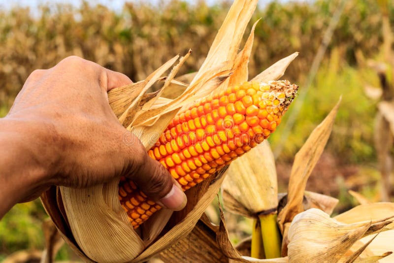 Man Hand Pick Harvesting Corn Stock Photo - Image of outdoor, summer ...