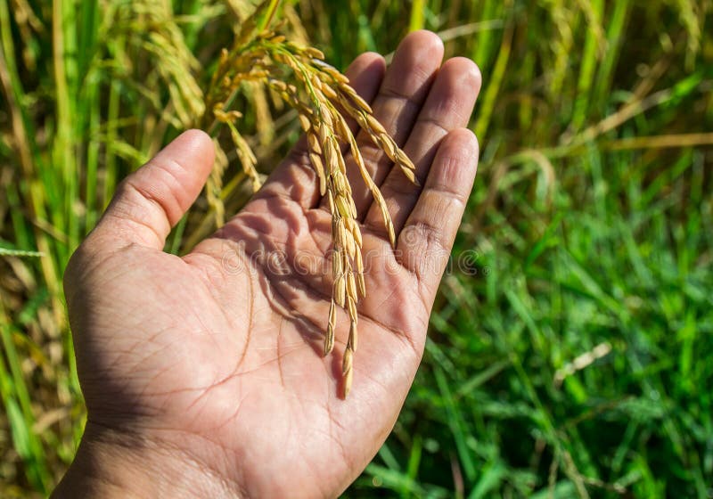 Man hand with rice field stock photo. Image of field - 62358748