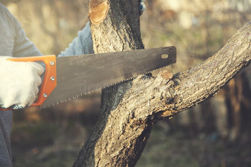 Man hand saws with tree stock photo. Image of wood, sawing - 142718810