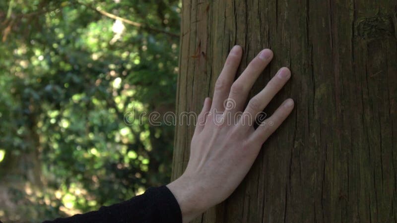 Man Hand Strokes the Bark of an Old Pine Tree. Stock Footage - Video of ...
