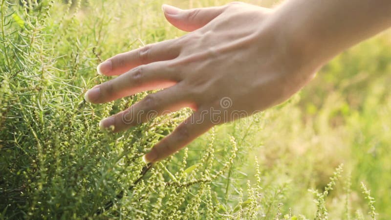 Man Hand Touch Some Grasses with Beautiful Sunlight at Background. Slow ...