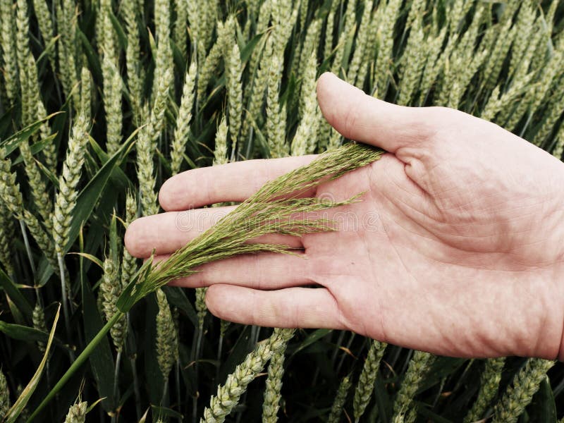 Man Hand Touch Weed in Wheat Field. Young Green Wheat Stock Photo ...