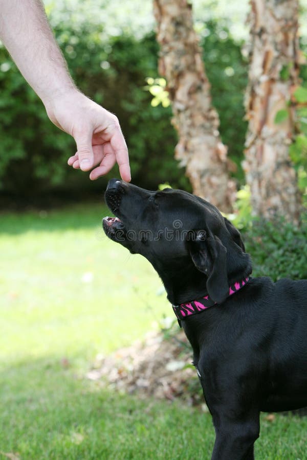 De Hand Van Een Man Die De Neus Van Een Hond Aanraakt Stock Afbeelding ...