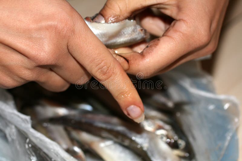 Man Hands Cleans Fish Capelin. Pulling Guts Out of Fish. Stock Photo ...