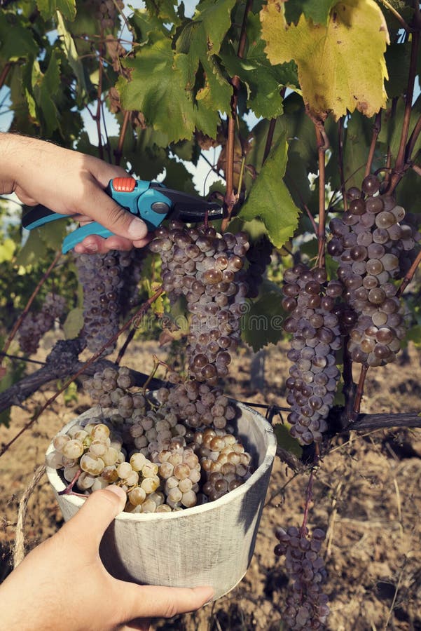 Man Hands Cutting Cluster and Putting it in Wood Bucket. Portrait Image ...