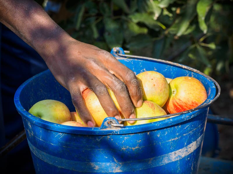 Man Hands in the Harvest of Red Apples Stock Image - Image of freshness ...