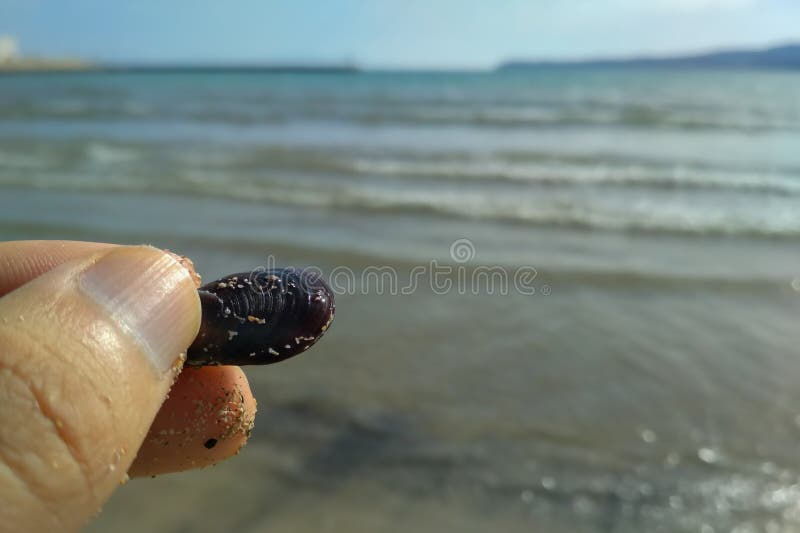 Man Hands Holding Black Seashell Mussel on the Background of Blurred ...