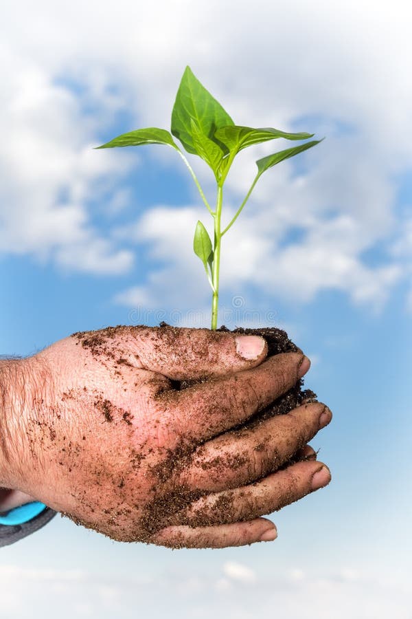 Man Hands Holding a Green Young Plant. Symbol of Spring Stock Photo ...