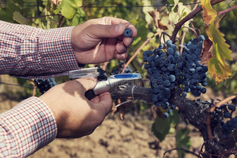 Man Hands Holding Refractometer and Red Grapes with in a Vineyard ...