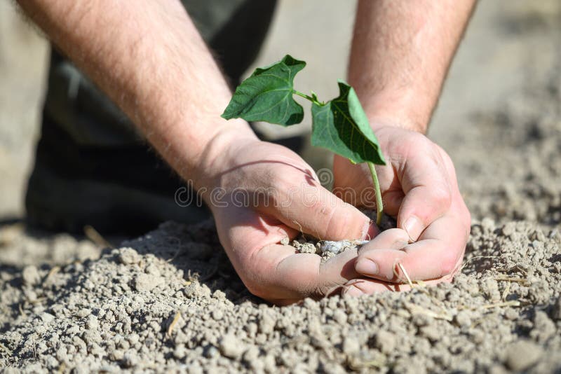 Man Hands, Holding Seed Tree for Planting into Soil. Stock Image ...