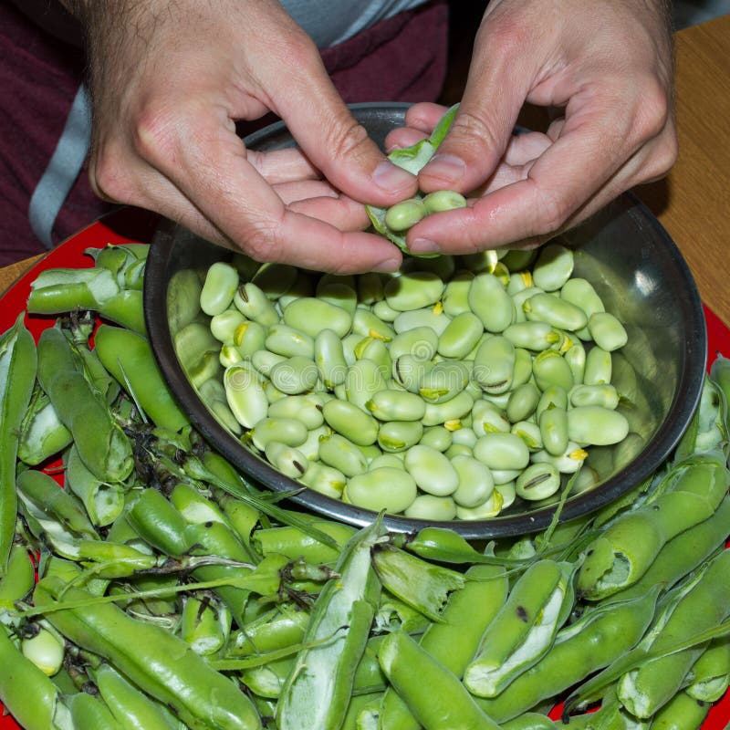 Man Hands Peeling Broad Beans Stock Photo - Image of mediterranean ...