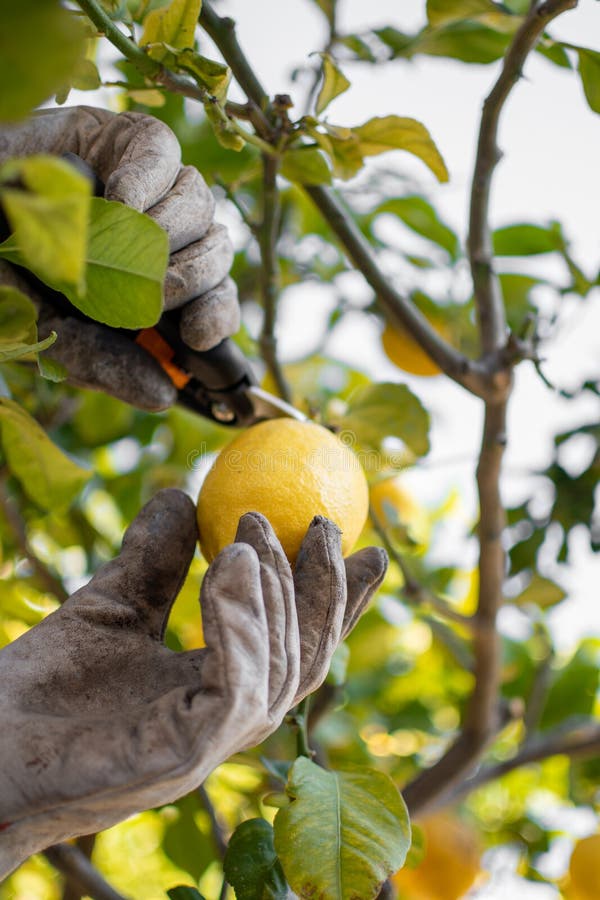 Man hands picking lemon stock photo. Image of green - 259669934