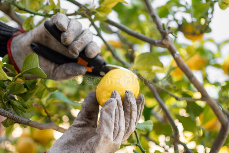 Pruning Citrus Trees Stock Photos - Free & Royalty-Free Stock Photos ...