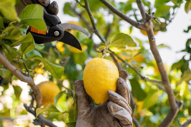 Pruning Citrus Trees Stock Photos - Free & Royalty-Free Stock Photos ...