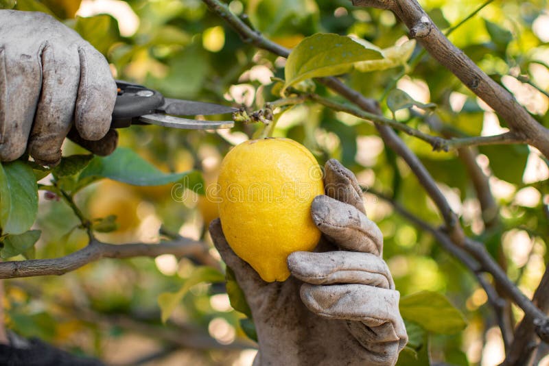 Pruning Citrus Trees Stock Photos - Free & Royalty-Free Stock Photos ...
